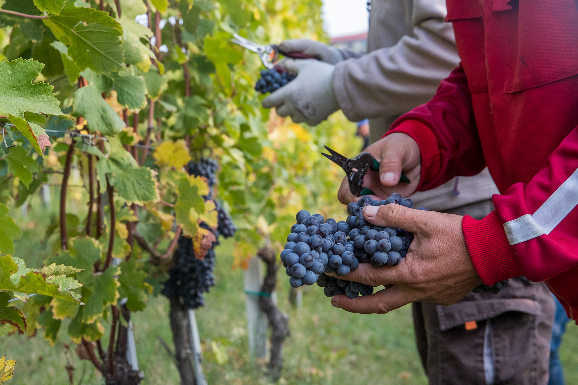 Masterclass Barolo 2011 vs 2021 - AIS Piemonte
