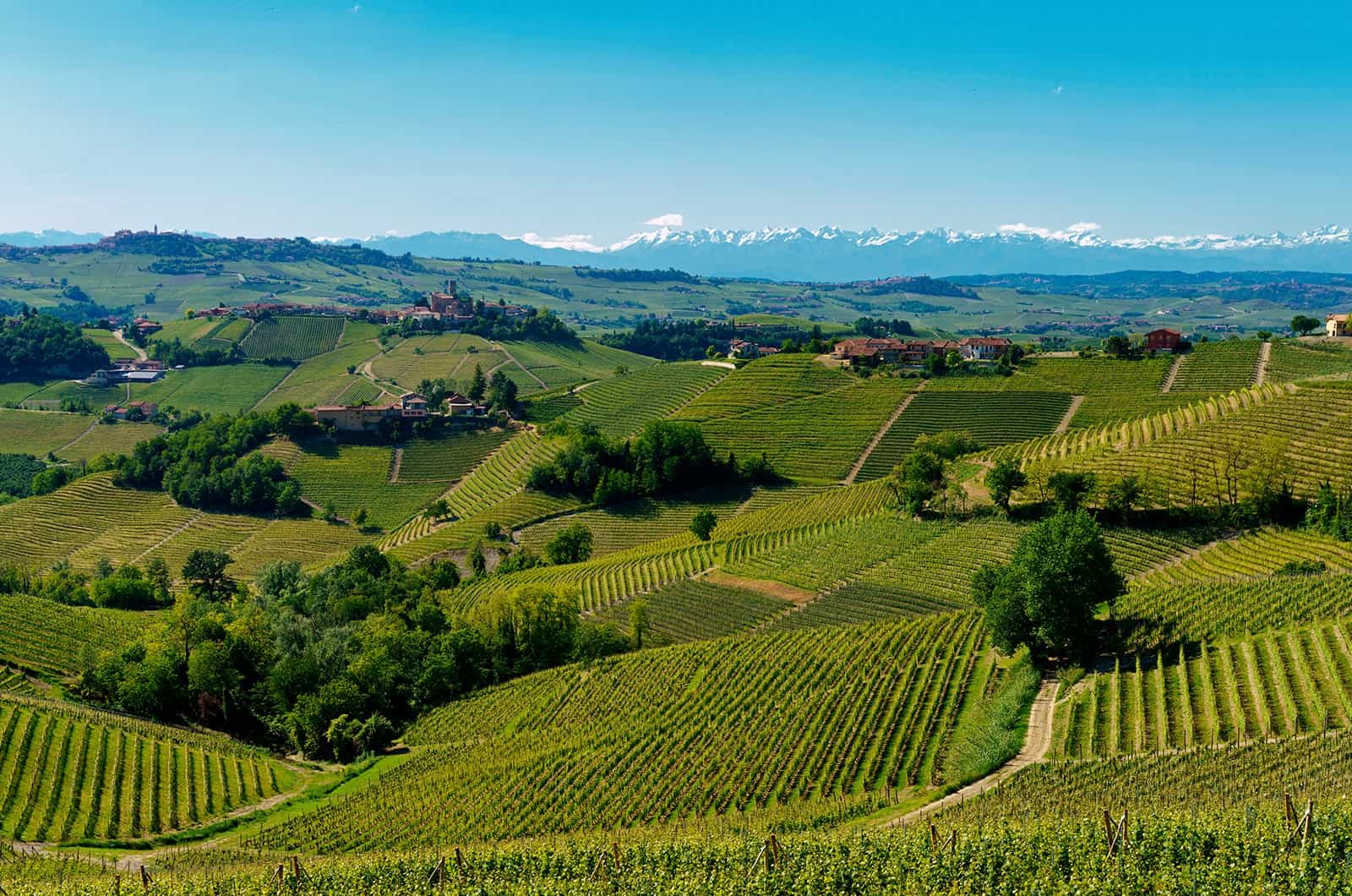 Associazione Italiana Sommelier AIS Piemonte - La cultura del vino