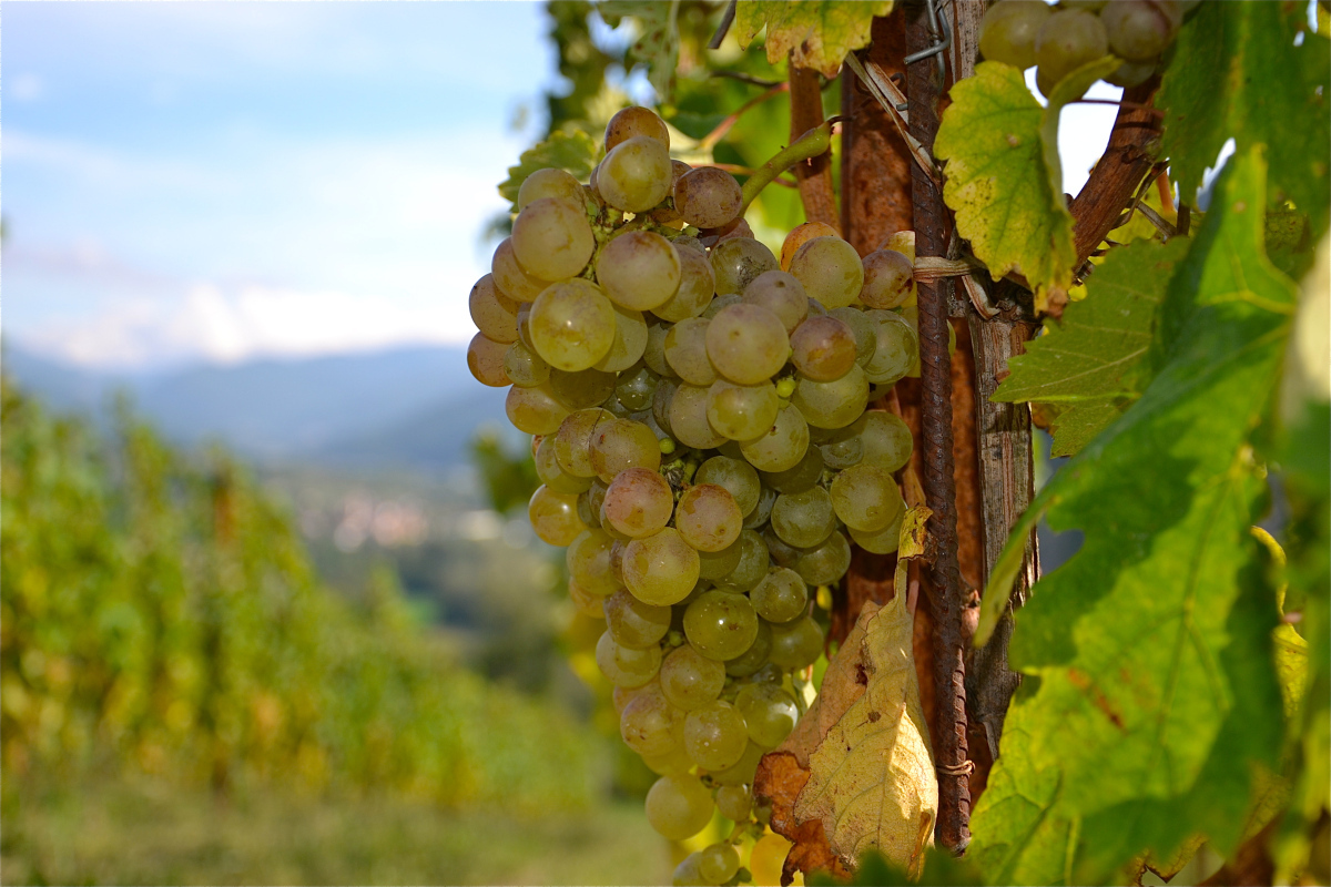 Piemonte: radici, grappoli, identità e gloria 2025/26 - prima parte ...