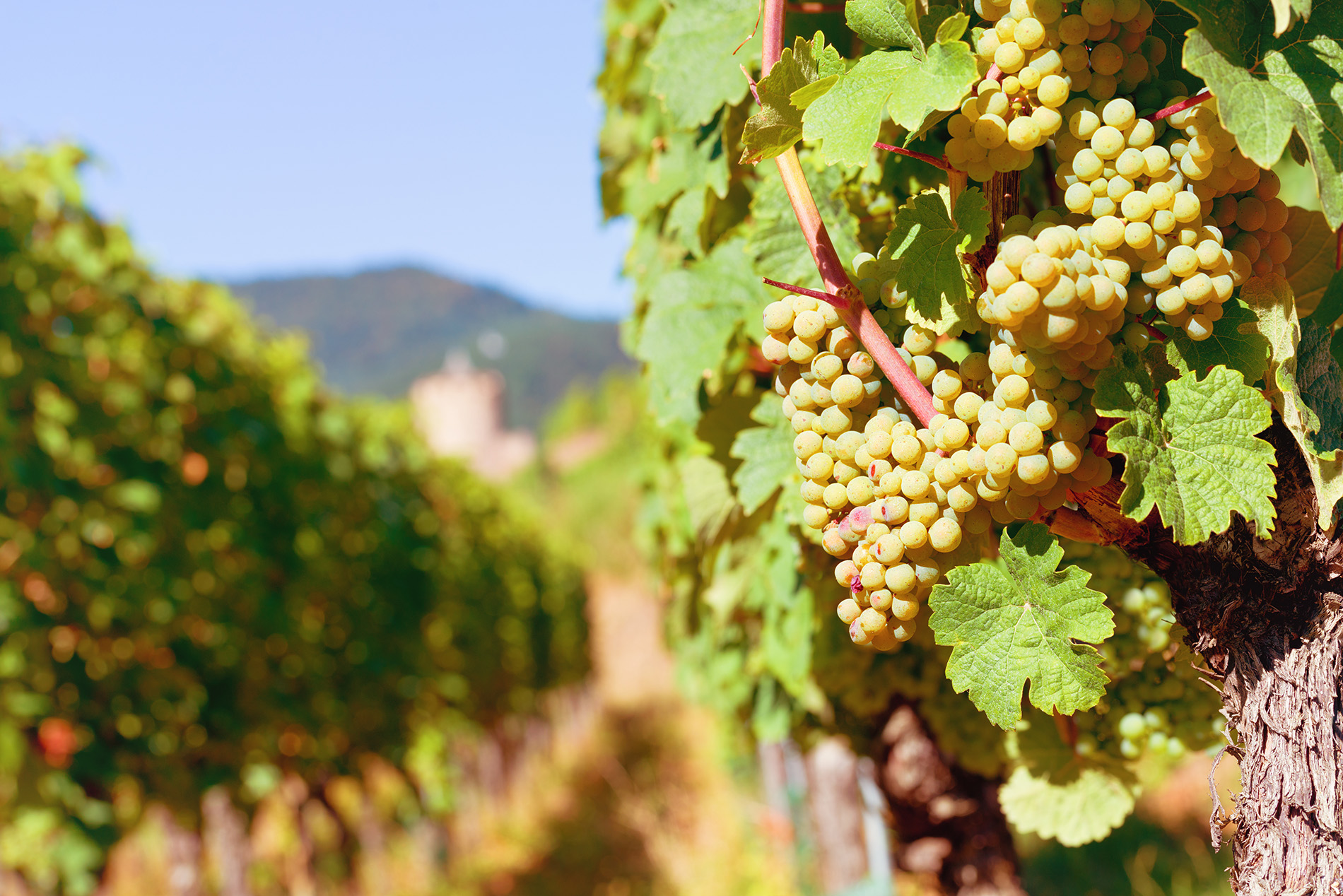 Il Riesling - AIS Piemonte