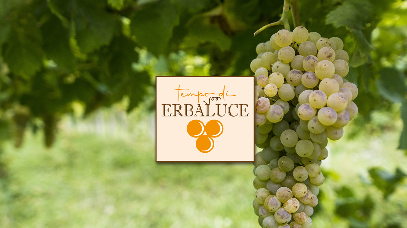 L’evoluzione dell’Erbaluce: indietro nel tempo - AIS Piemonte