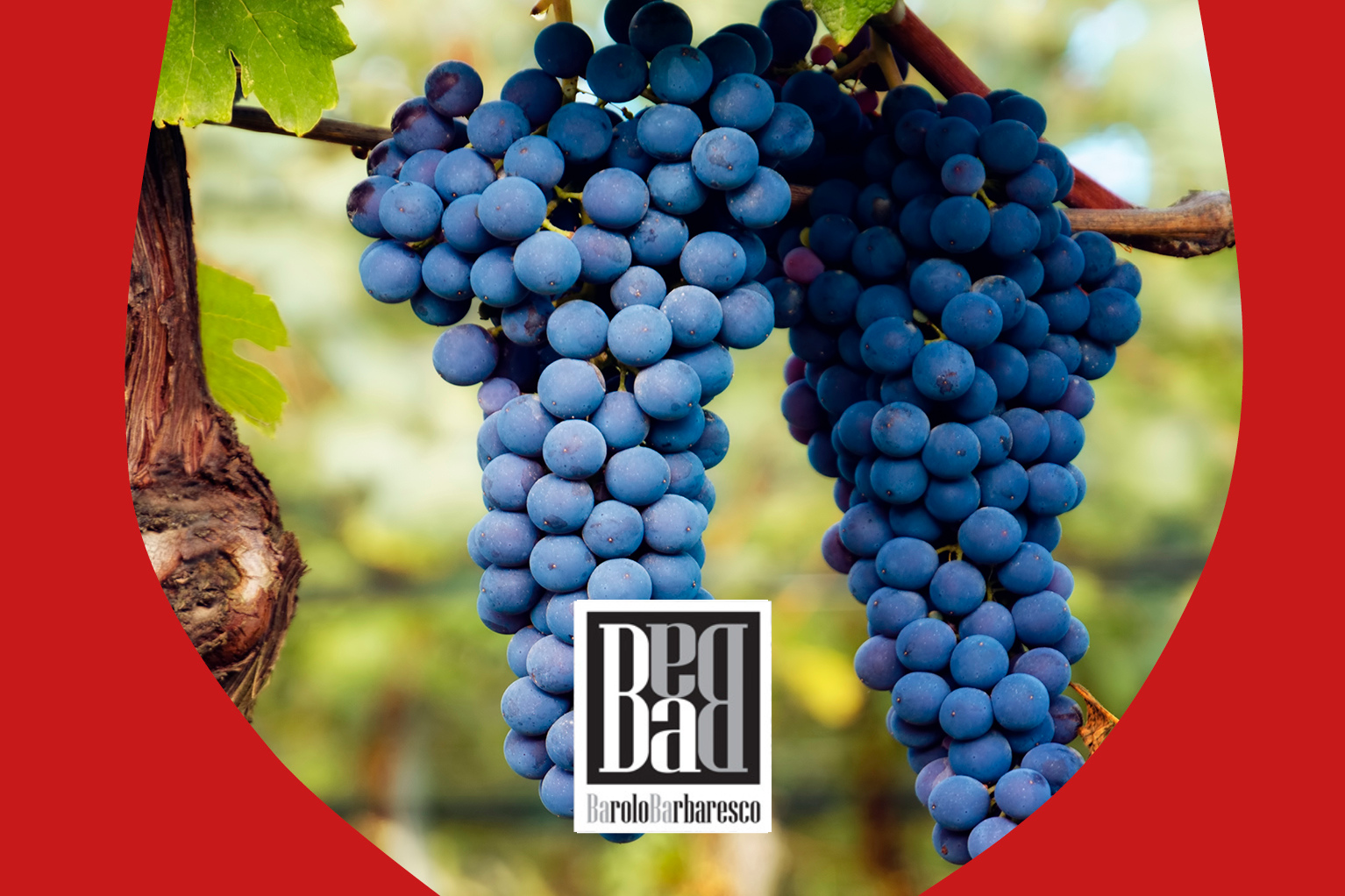 Il Barolo dei Cannubi - AIS Piemonte