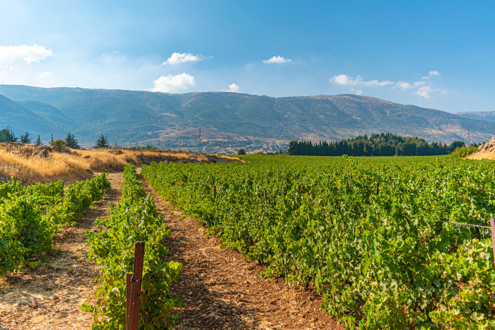 Verticale Château Musar - AIS Piemonte